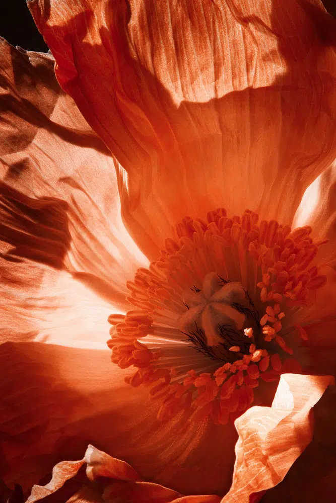 Formation | Photographer