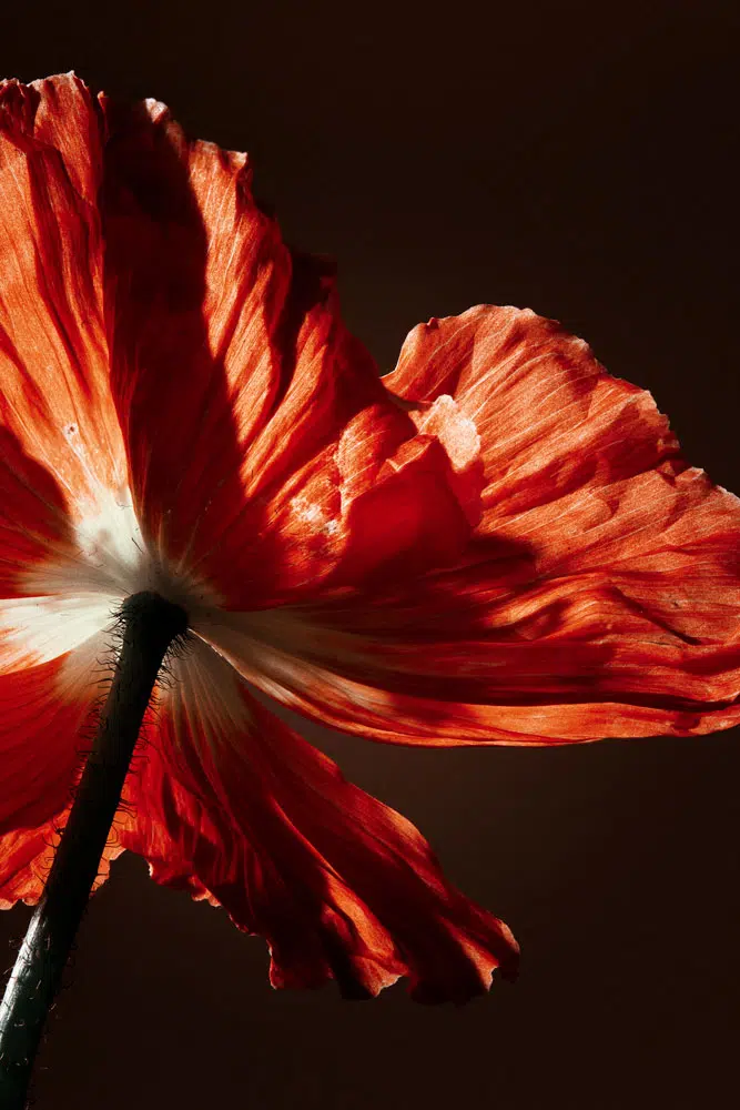 Formation | Photographer