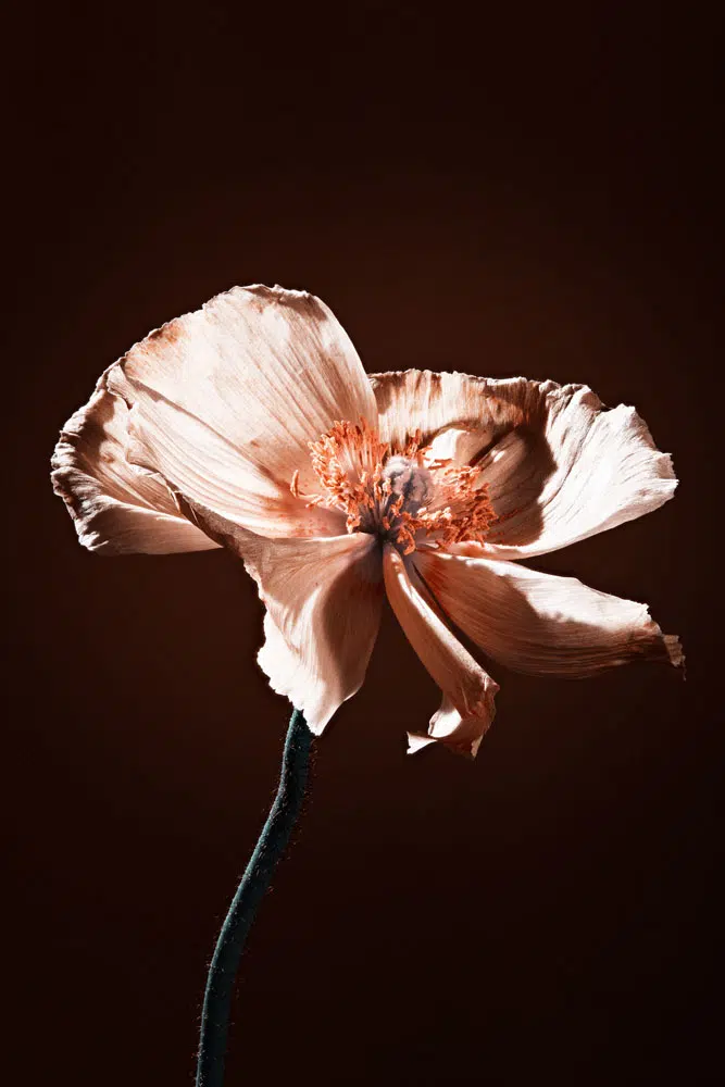 Formation | Photographer