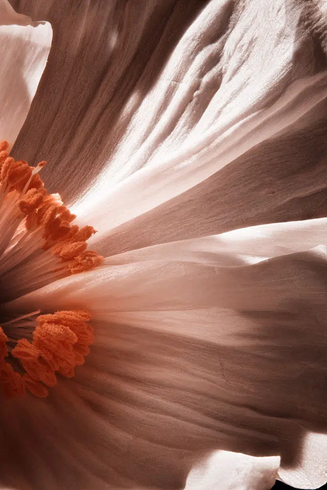 Formation | Photographer