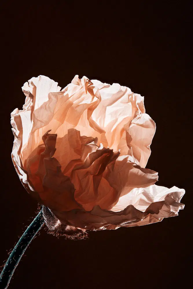 Formation | Photographer