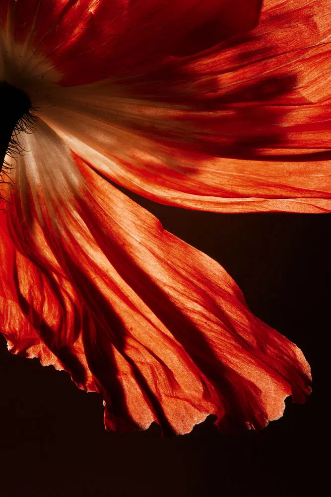 Formation | Photographer