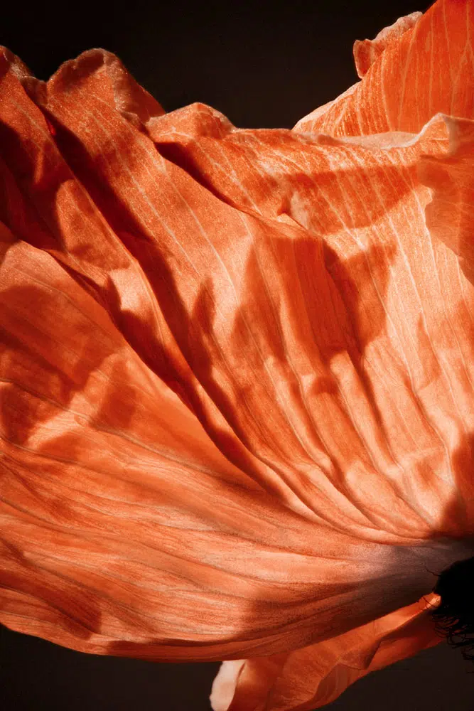 Formation | Photographer