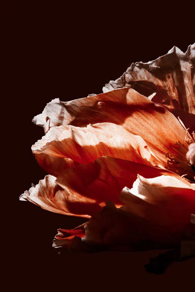 Formation | Photographer