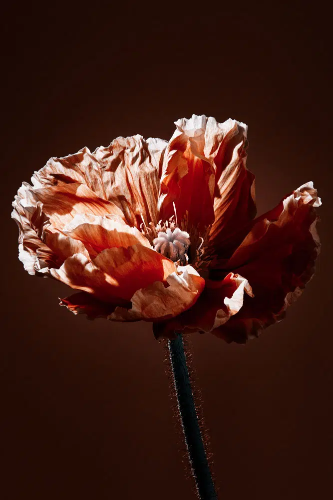 Formation | Photographer