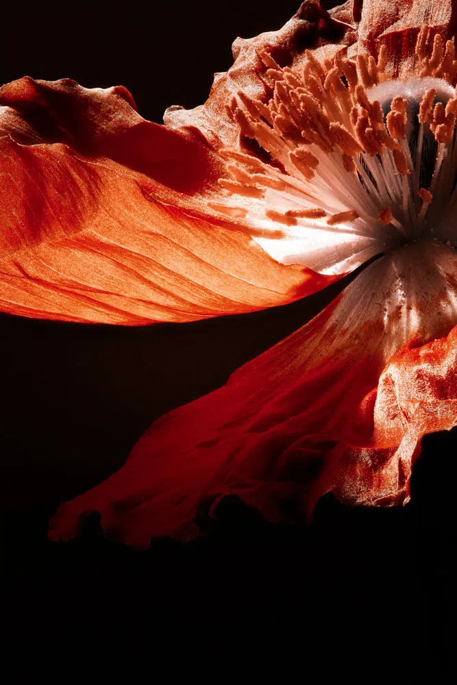 Formation | Photographer